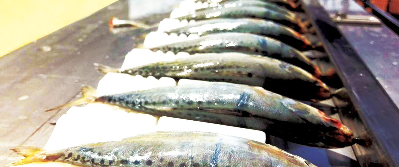 Foodtech - Technical breakthrough in the Food Processing Industry | Home